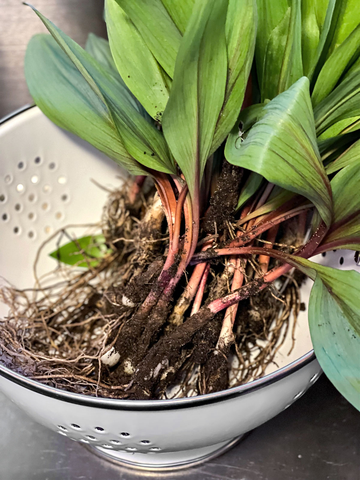 Grilled Ramps Recipe - Simply Scratch